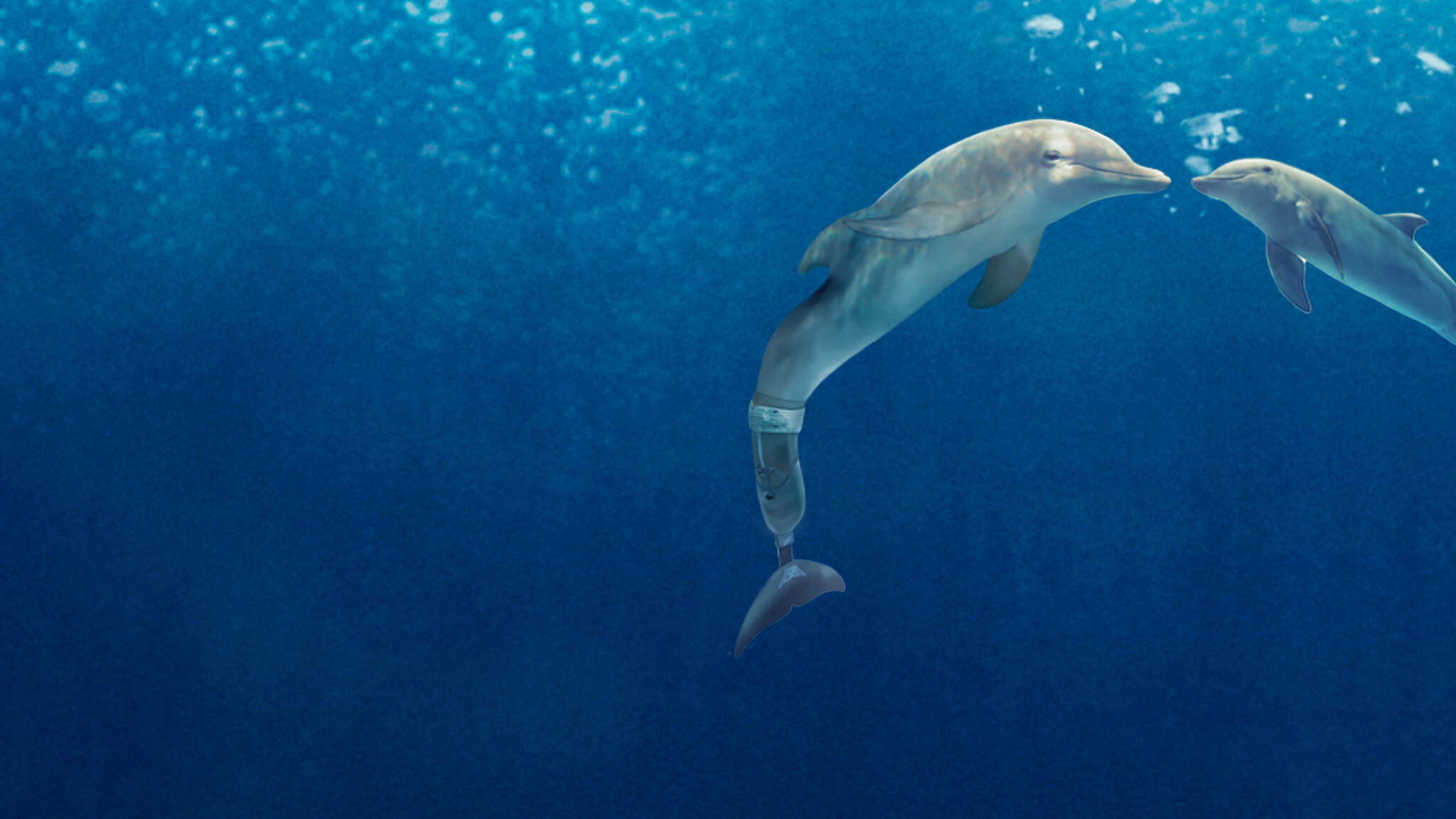 Wallpaper Dolphin Tale