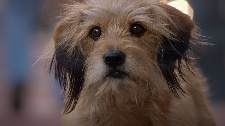Benji De Hond
