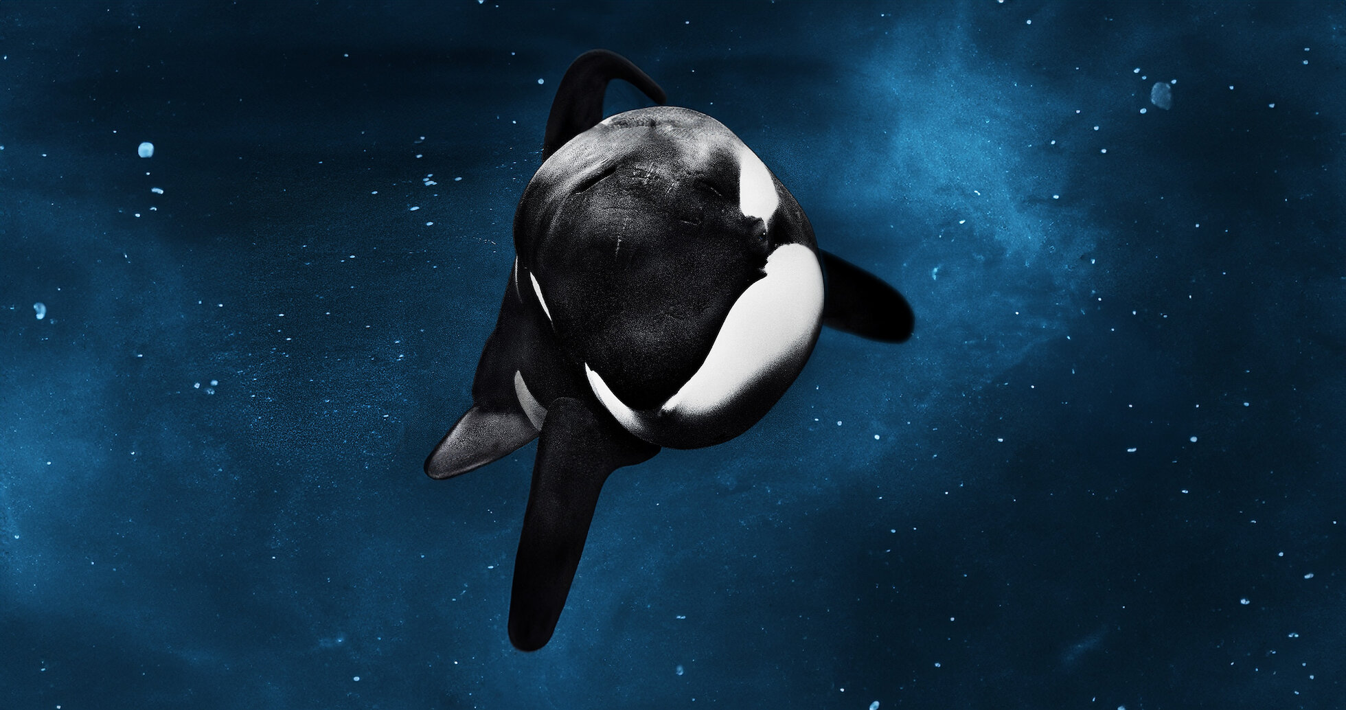 Blackfish